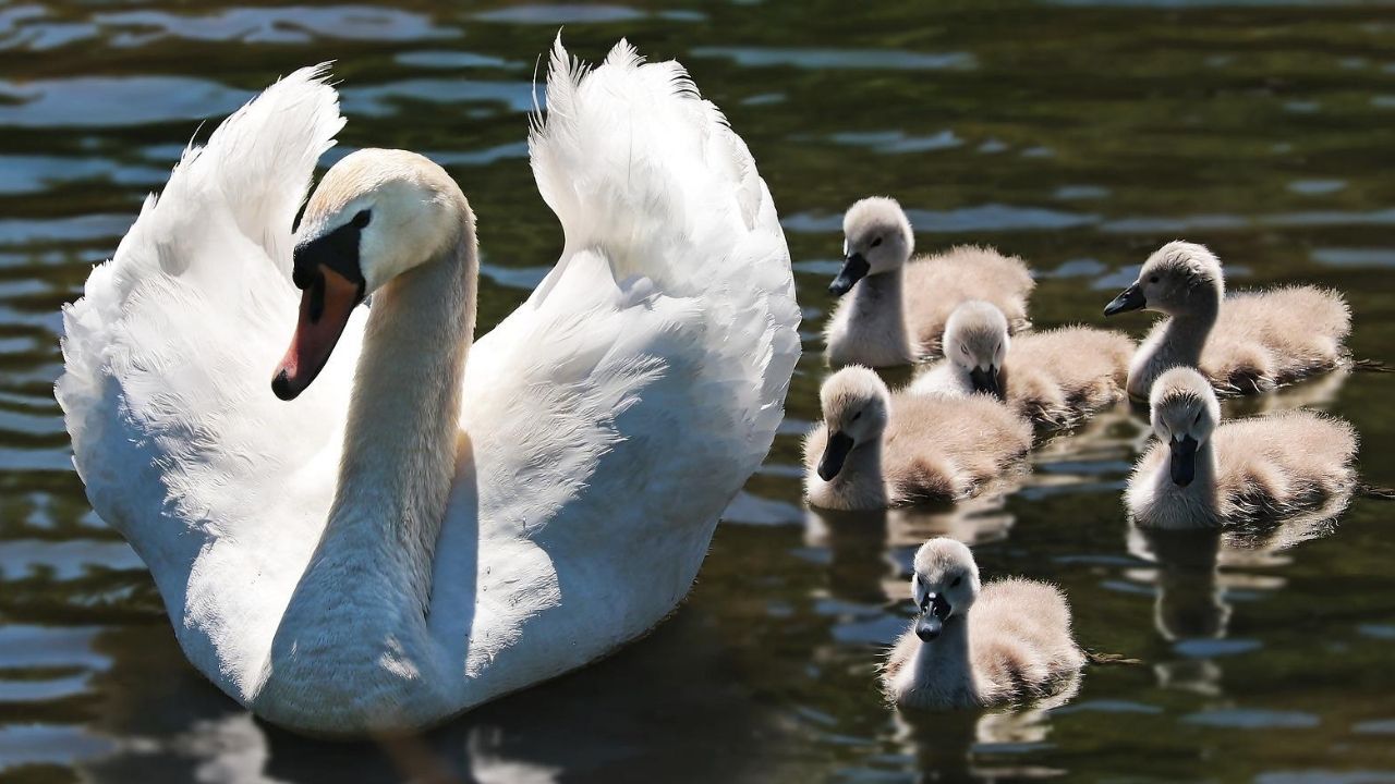 Labod - med miti in resnico - PIL - odPILjeno dober!