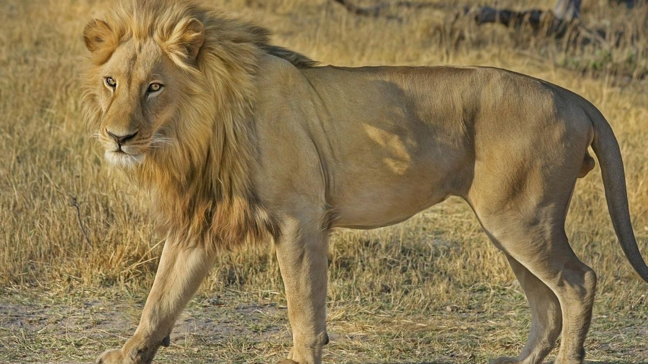 Lev - Še vedno kralj živali - PIL - odPILjeno dober!