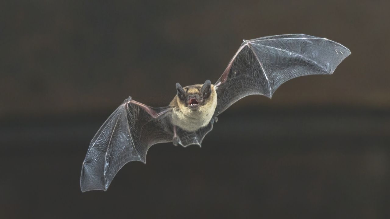 Netopirji – neverjetne živali, ki lahko živijo tudi z virusi - PIL ...