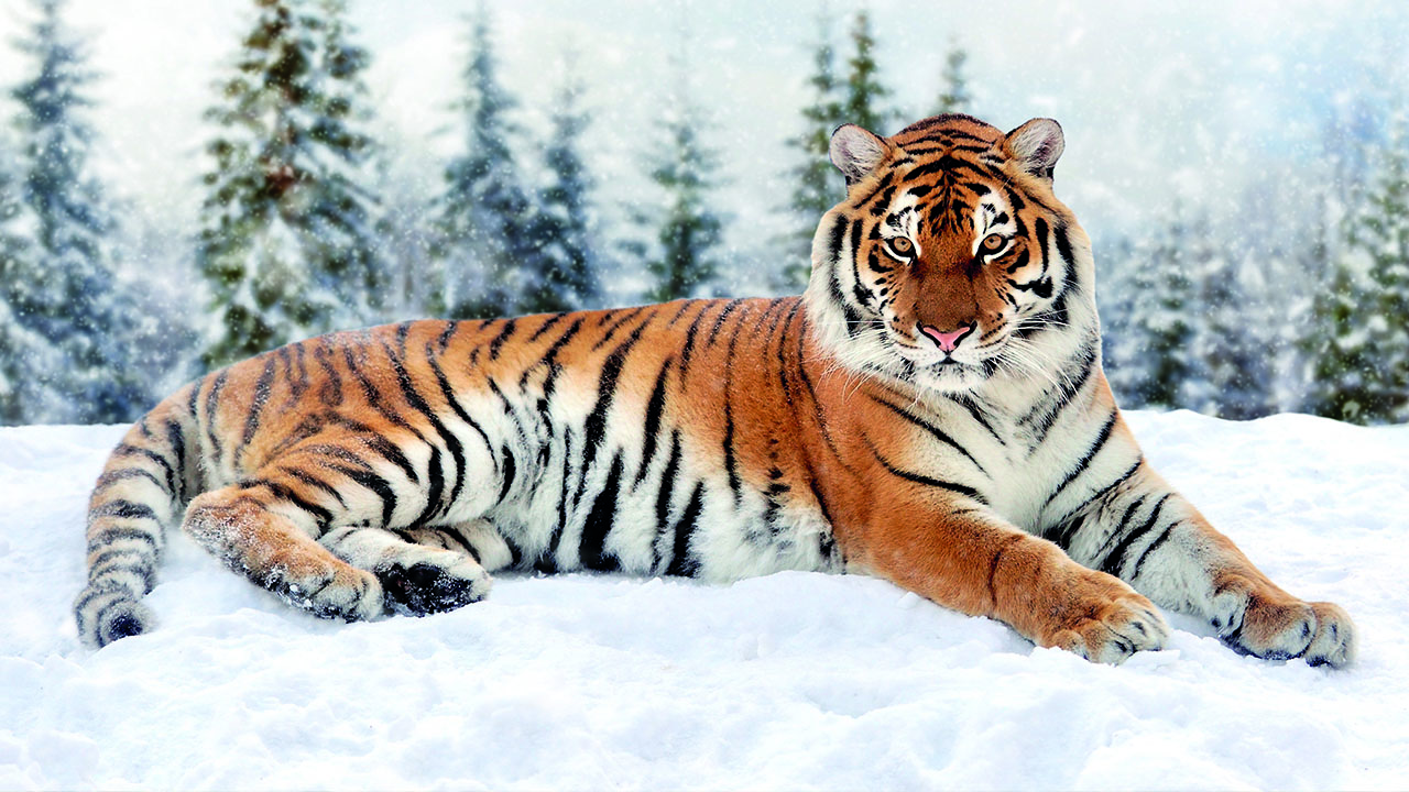 Tiger – lovec v črtasti pižami - PIL - odPILjeno dober!